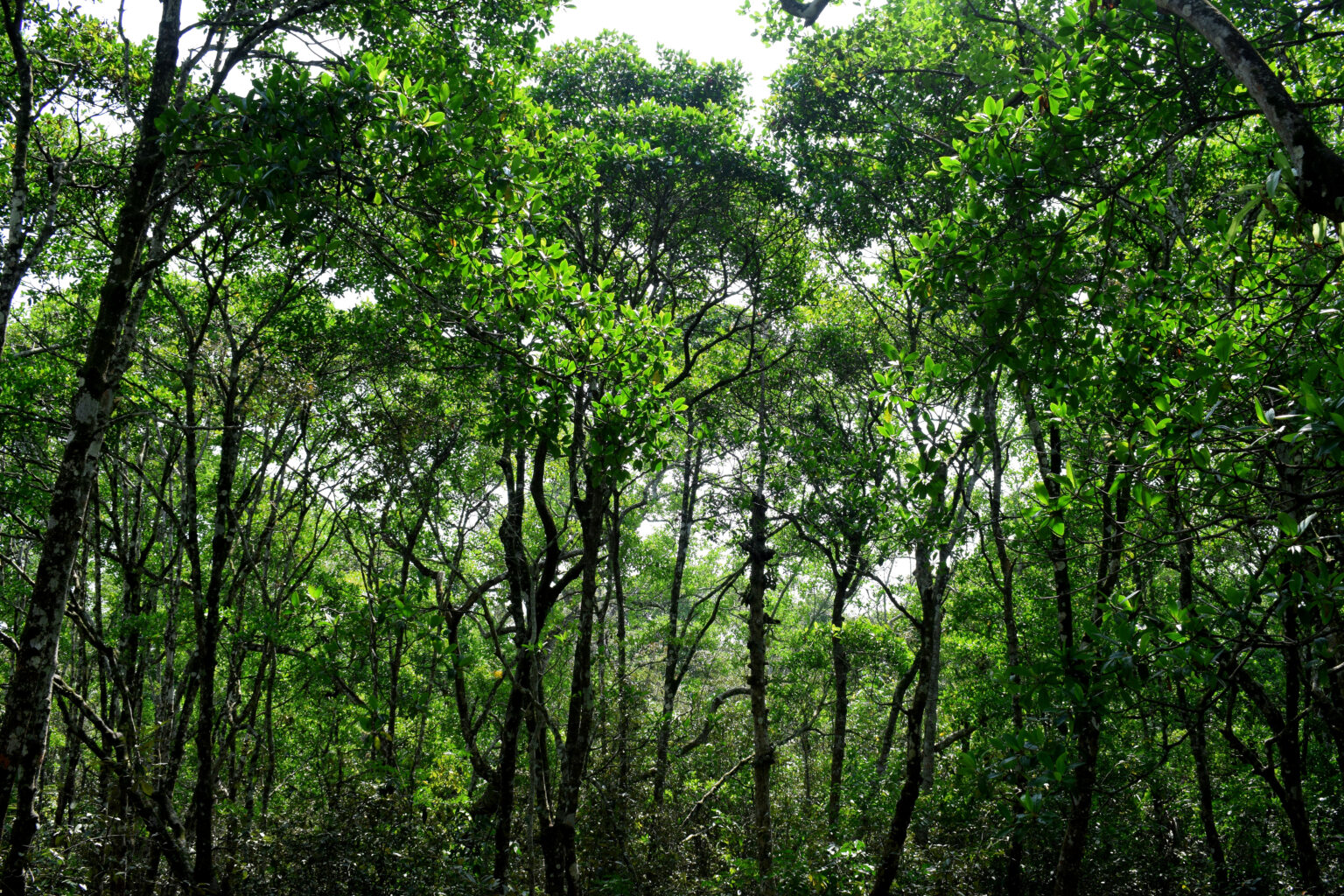 Resources about Environment & Sustainability – Open.Ed